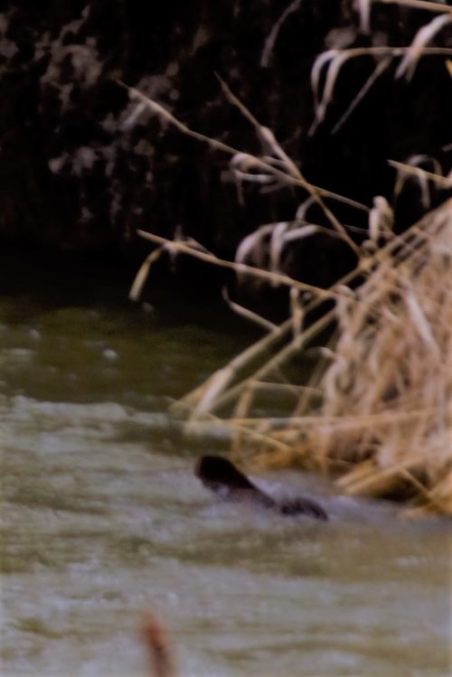 Otter day… | The Proprietor Review